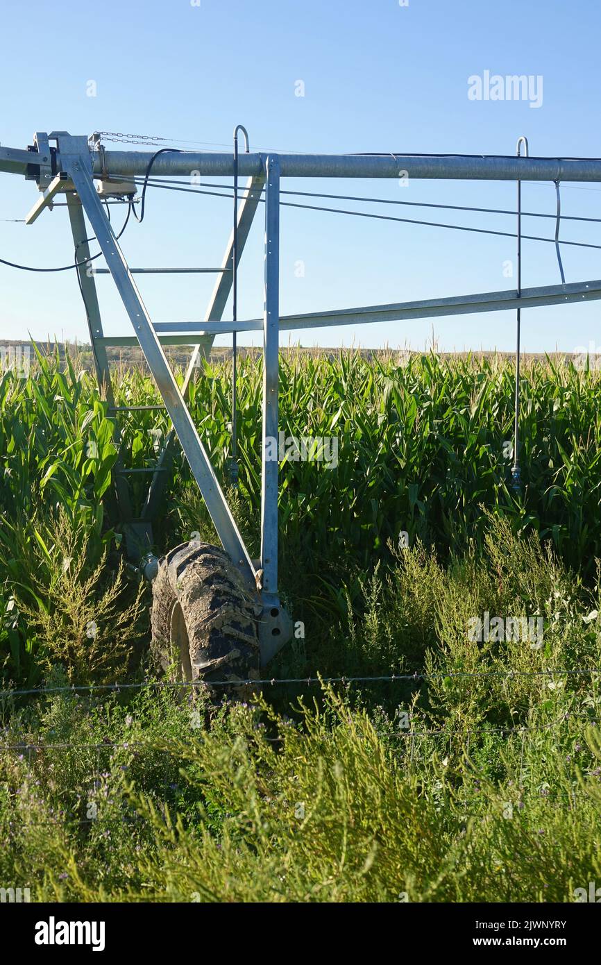 System corn hi-res stock photography and images - Alamy
