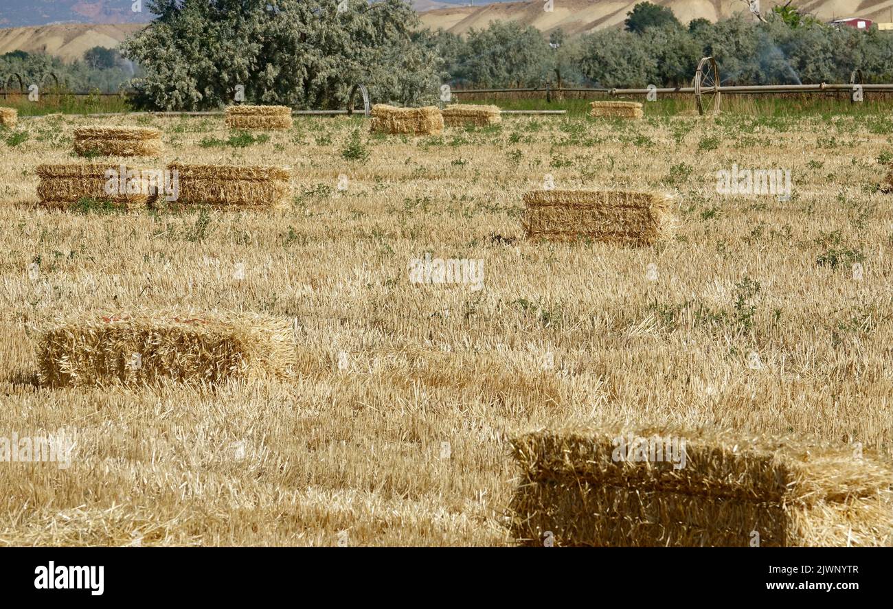field of freshly mowed and baled hay Stock Photo - Alamy