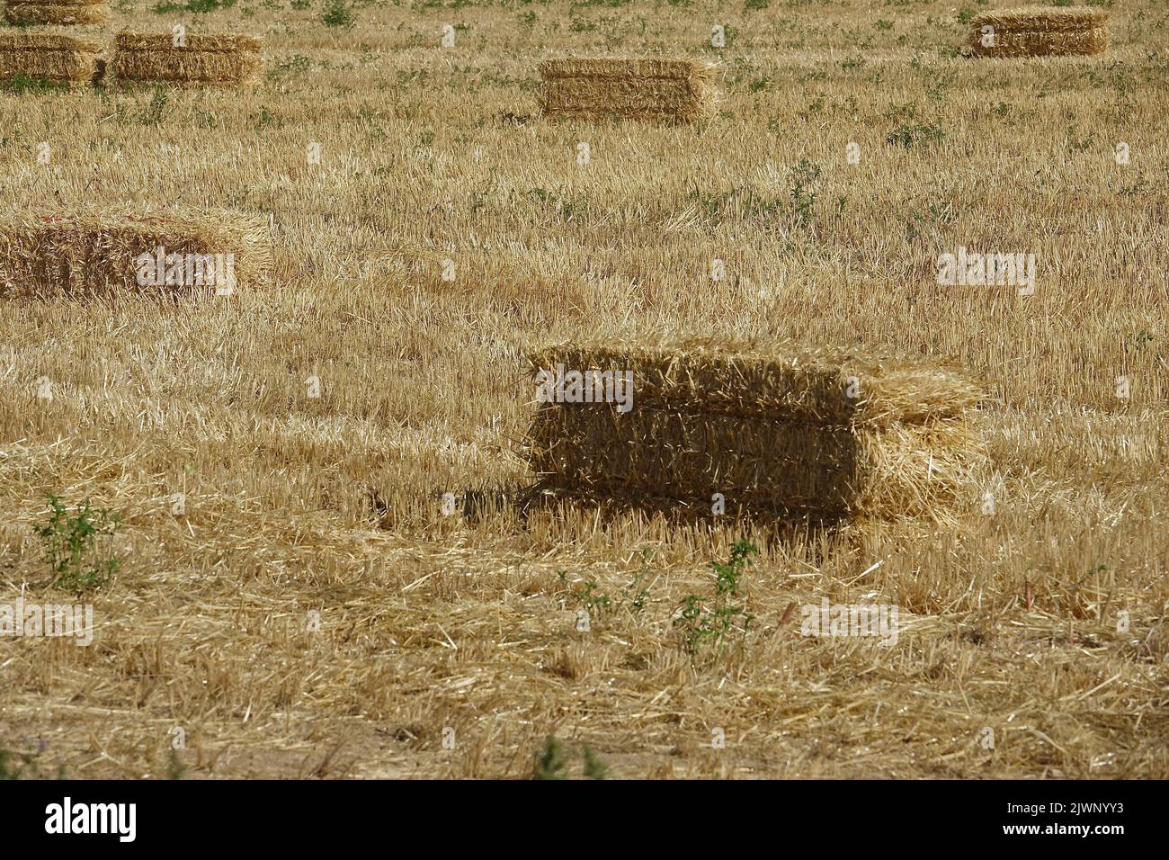 closeup of hay field with scattered bales drying in the sun Stock Photo ...