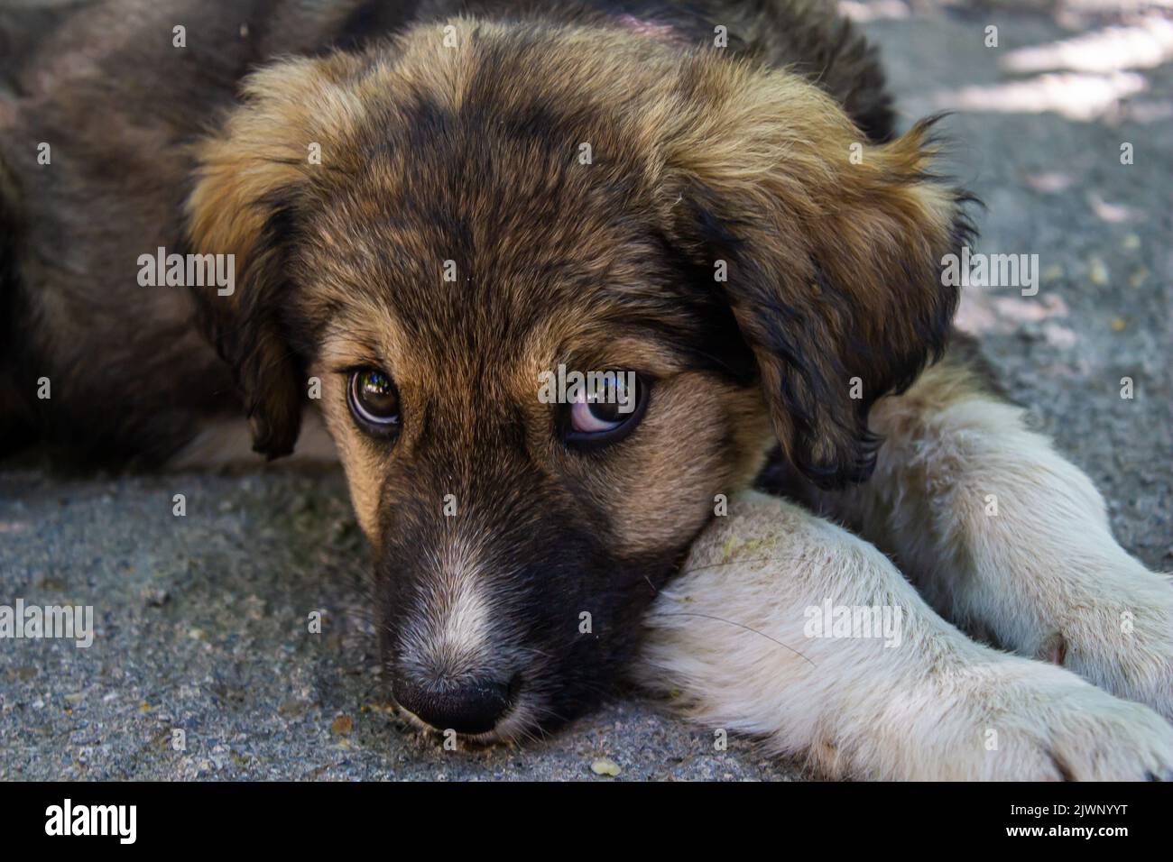 Adorable brown dog hi-res stock photography and images - Alamy