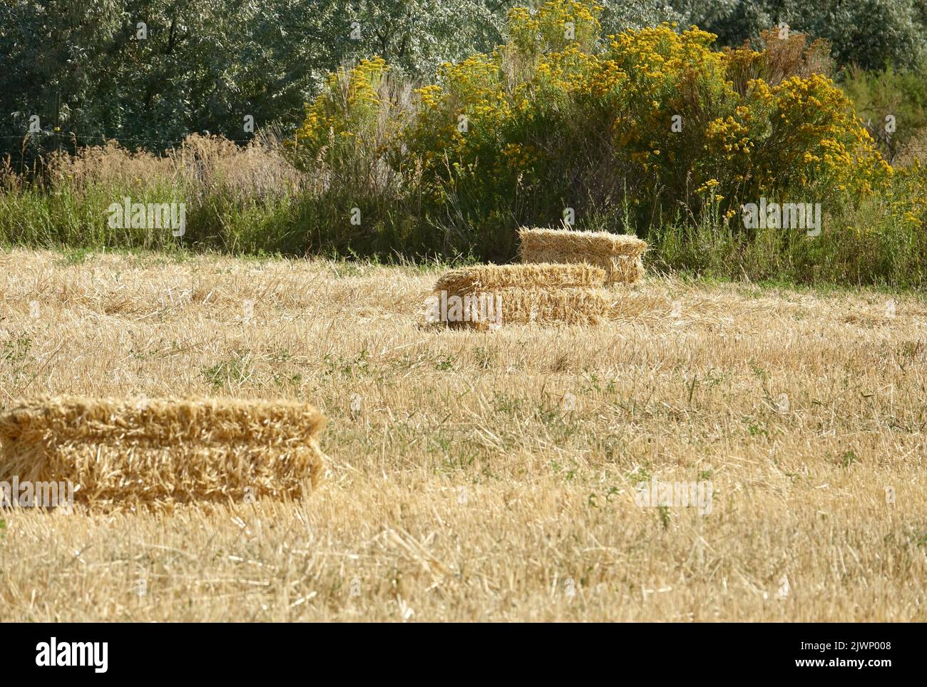 Scattered field hi-res stock photography and images - Alamy