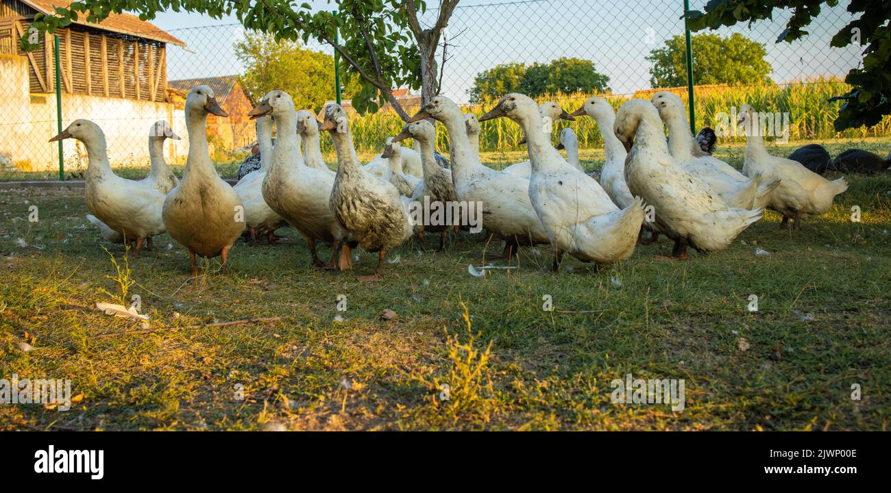 White ducks dirty with mud in the orchard Stock Photo - Alamy
