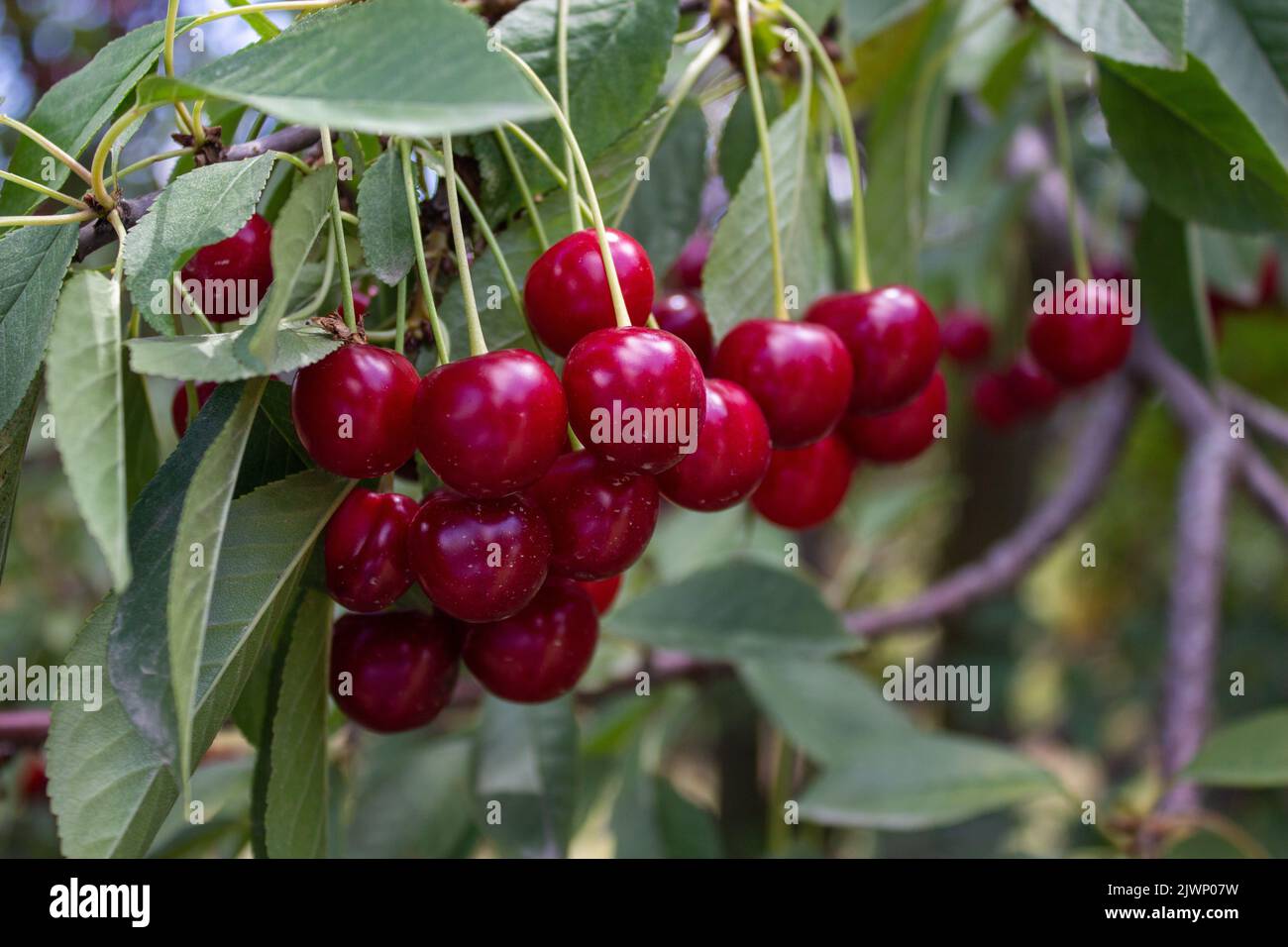 Red sour cherry tree branch hi-res stock photography and images - Alamy