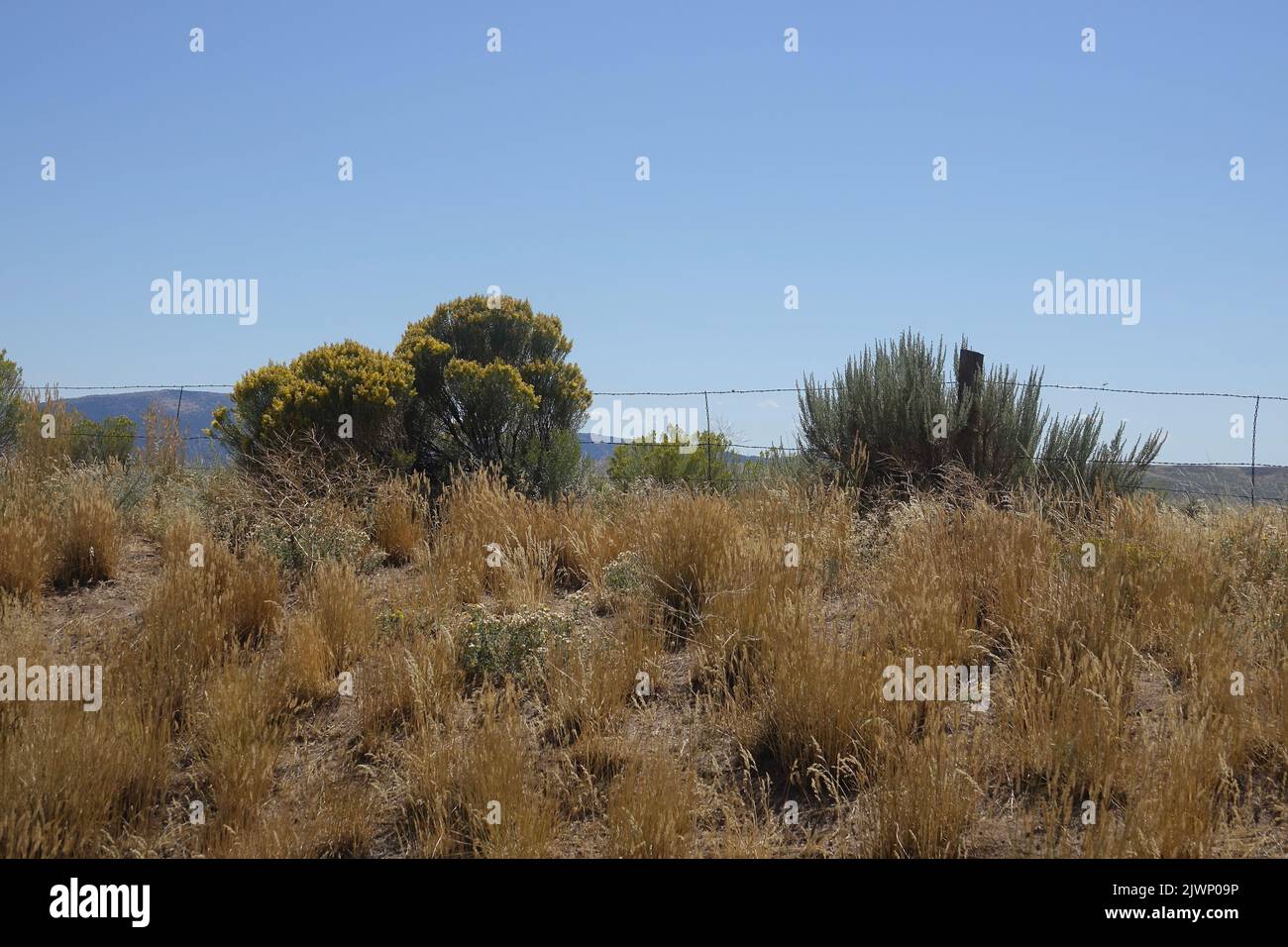 rural desert scene with native plants and wire fence Stock Photo - Alamy