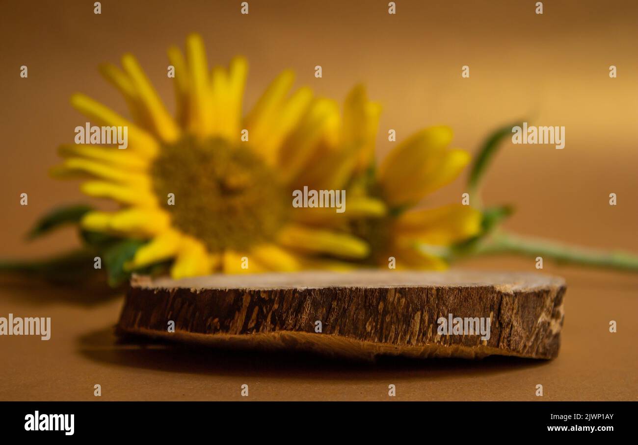 Wooden product podium or showcase with sunflowers. Presentation ...