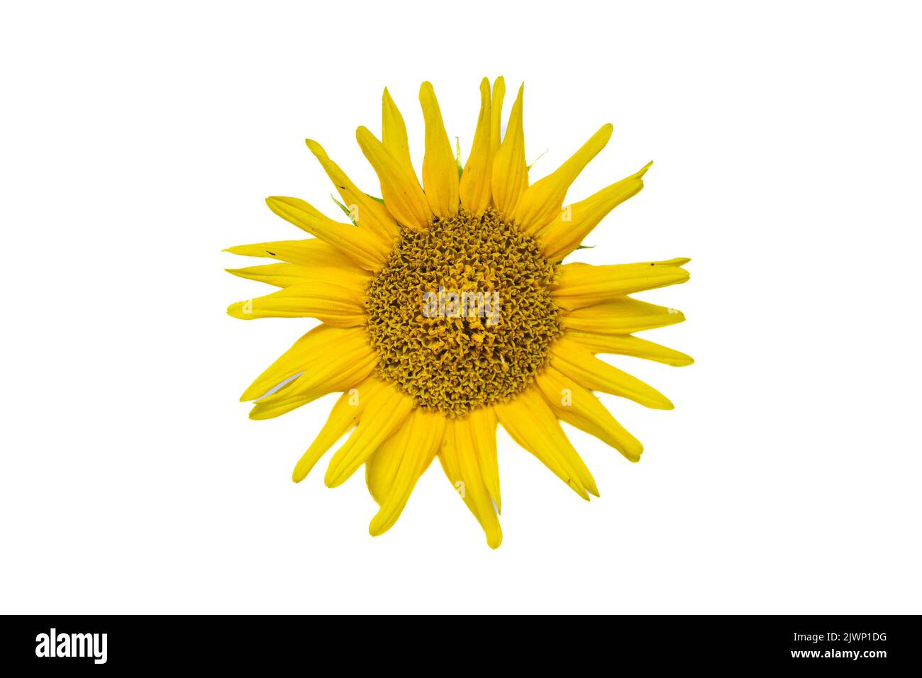 Top view sunflower isolated on white background Stock Photo - Alamy