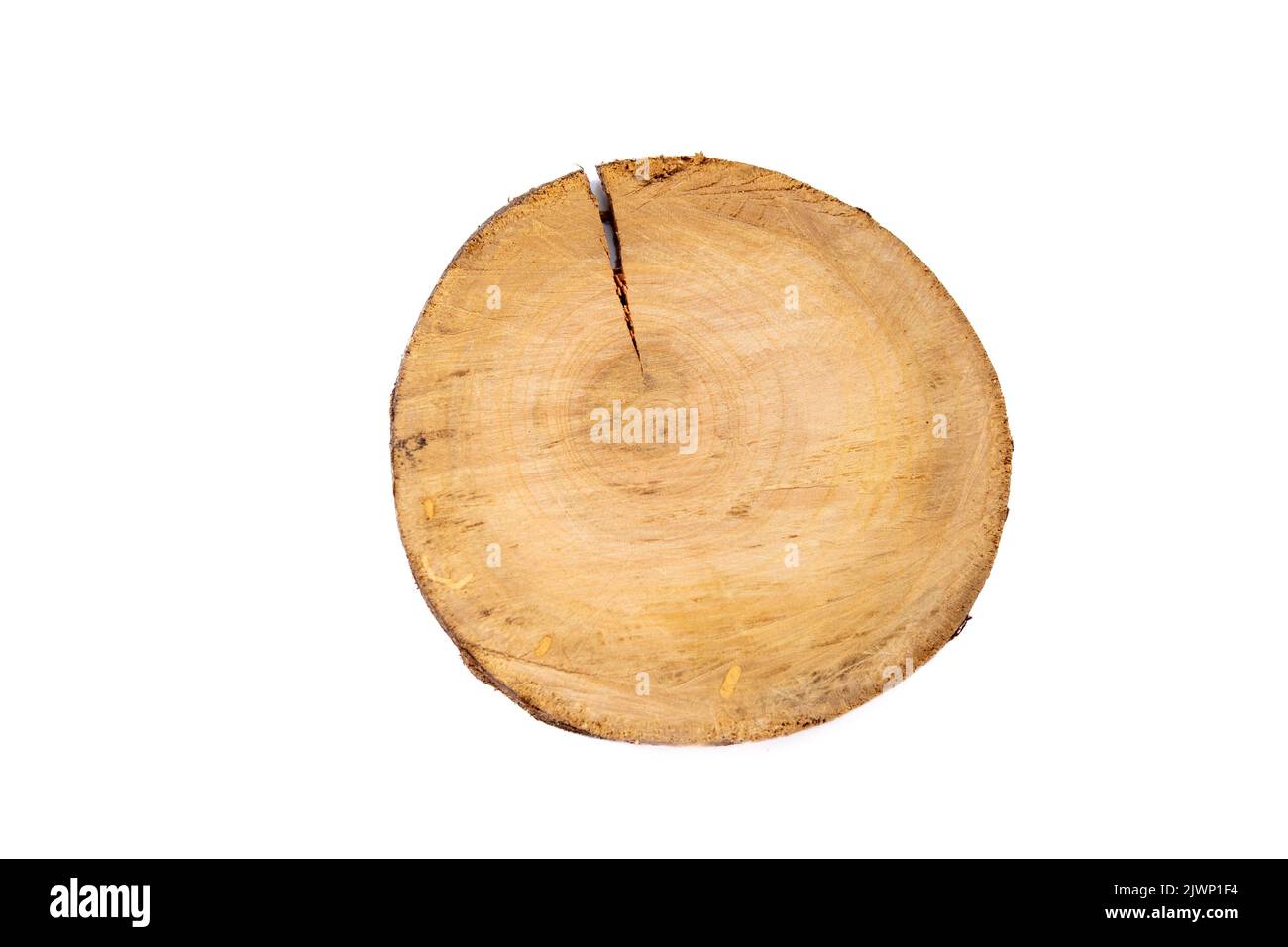 Top view tree stump isolated on white background Stock Photo - Alamy