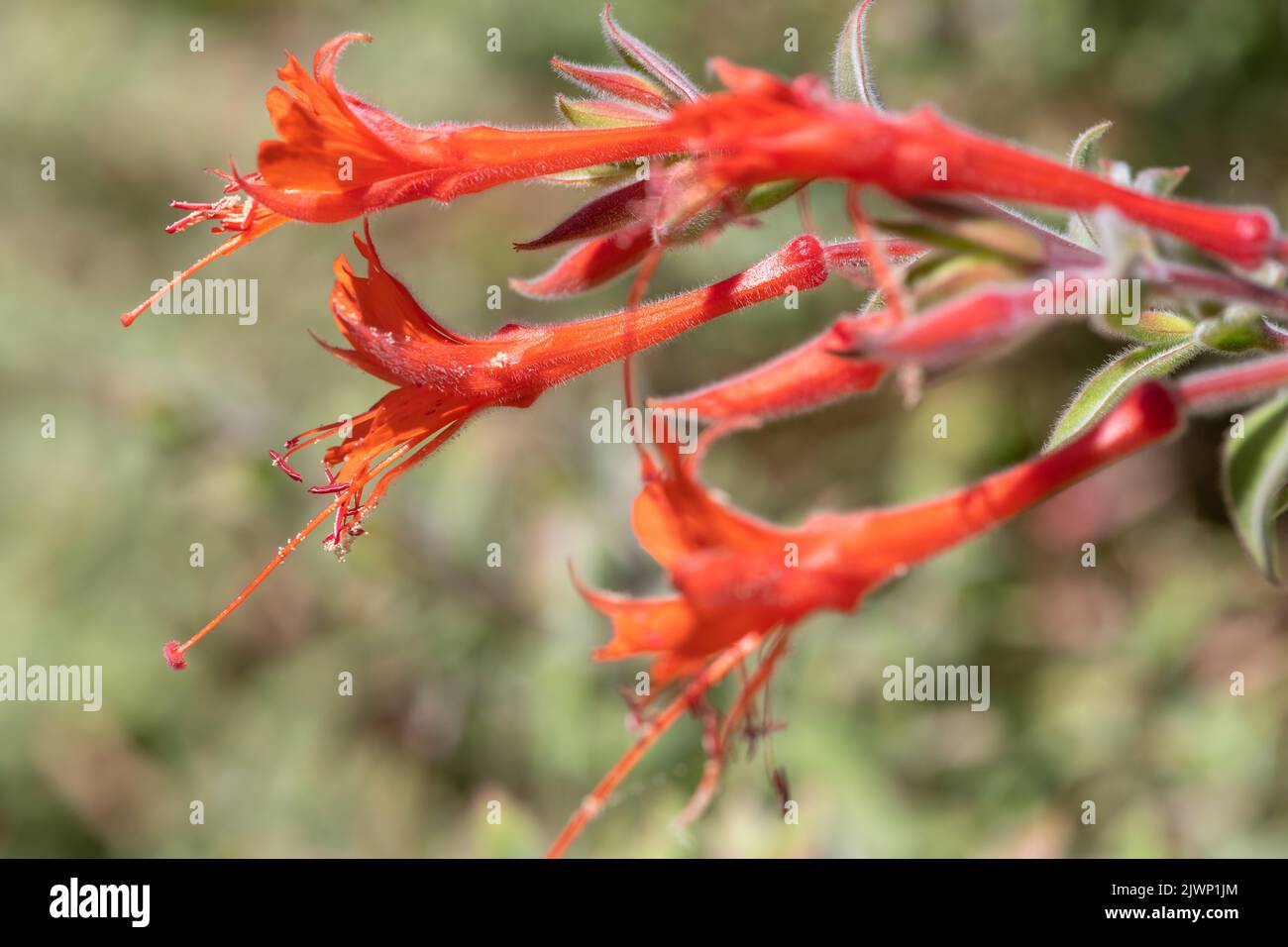 Close up of California fuchsia (epilobium canum) flowers in bloom Stock ...