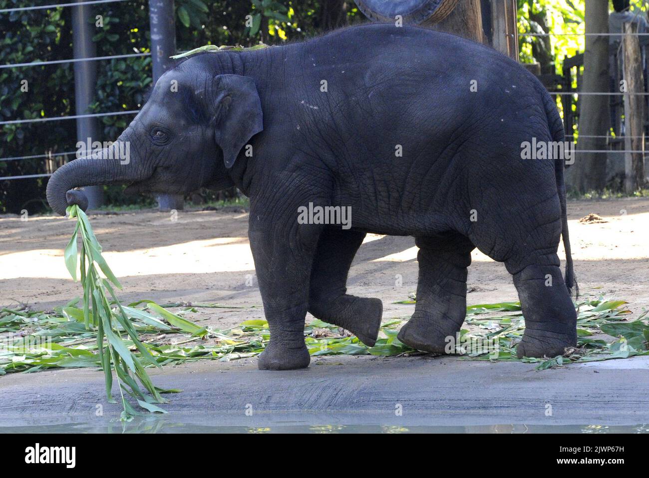 Asian elephant Mali, two and-a-half years old, eats in the elephant ...