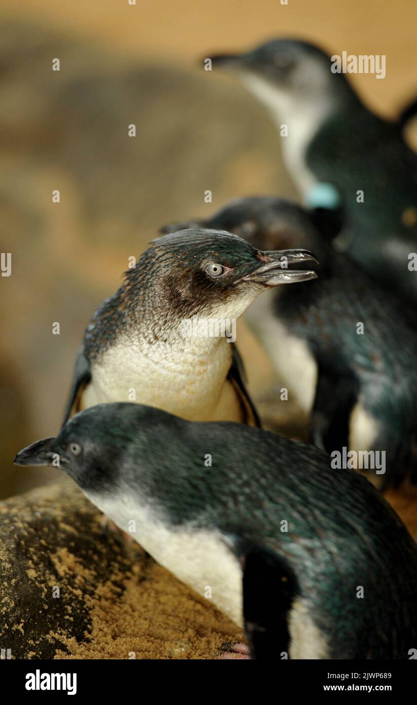 Australian Little Penguins from Melbourne and Adelaide explore their ...