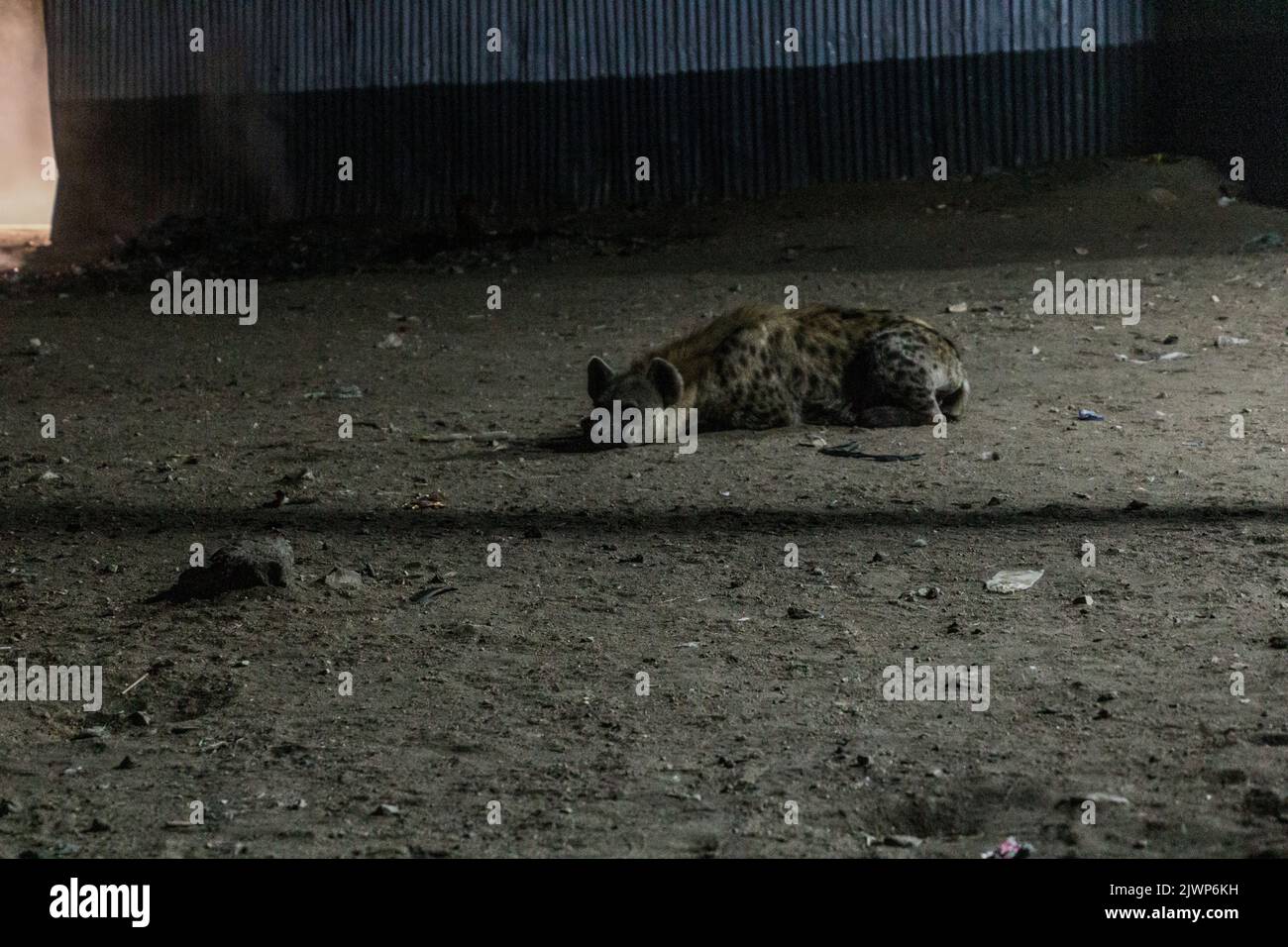Spotted hyena feeding at night hi-res stock photography and images - Alamy