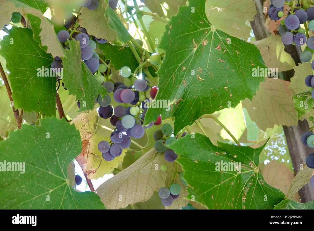Grape trellis garden hi-res stock photography and images - Alamy