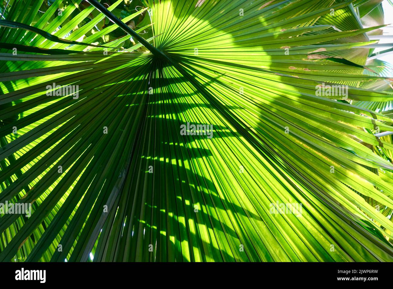 layered palm fronds with light and shadow play Stock Photo - Alamy