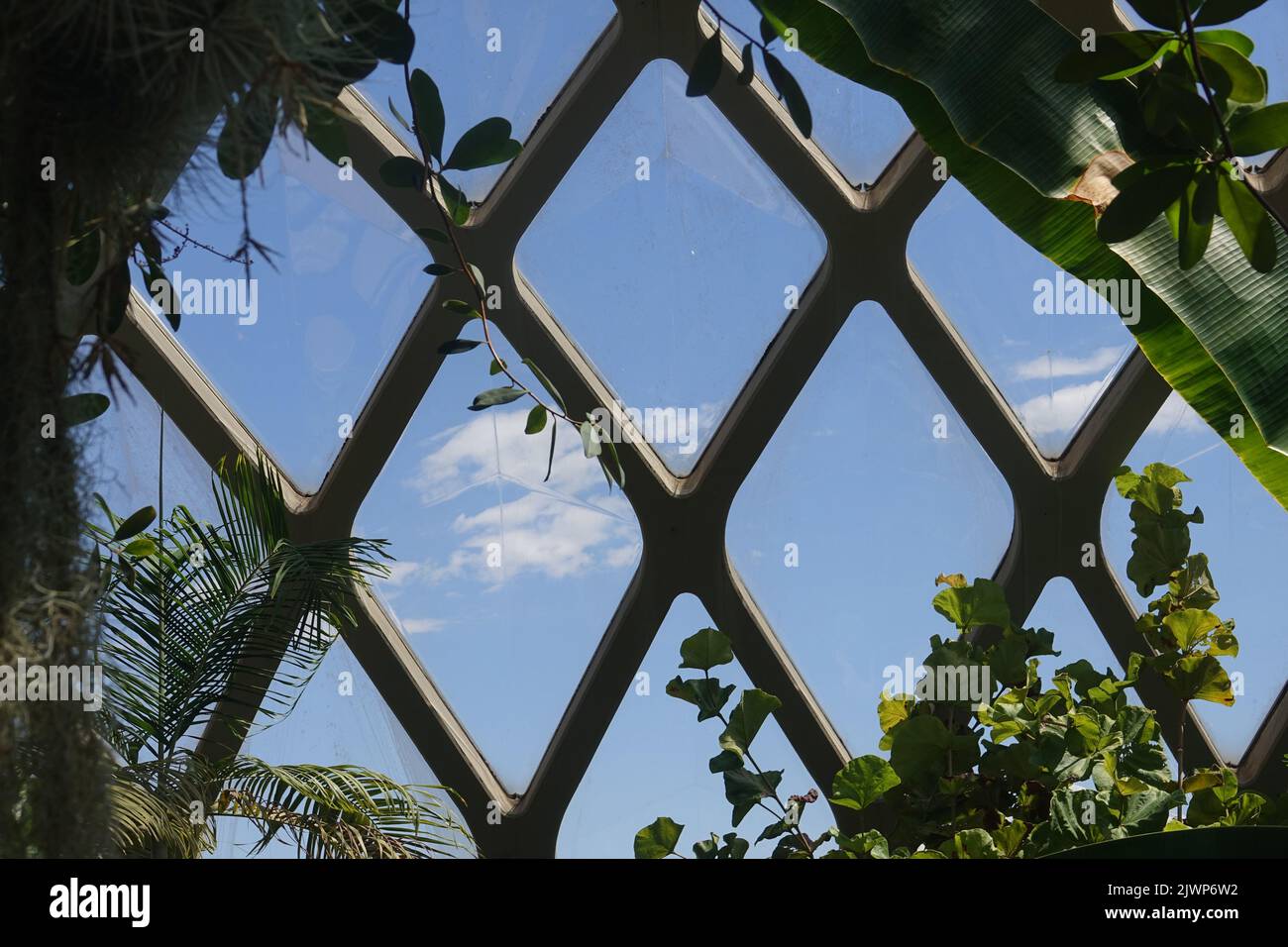 looking through the greenhouse window Stock Photo - Alamy