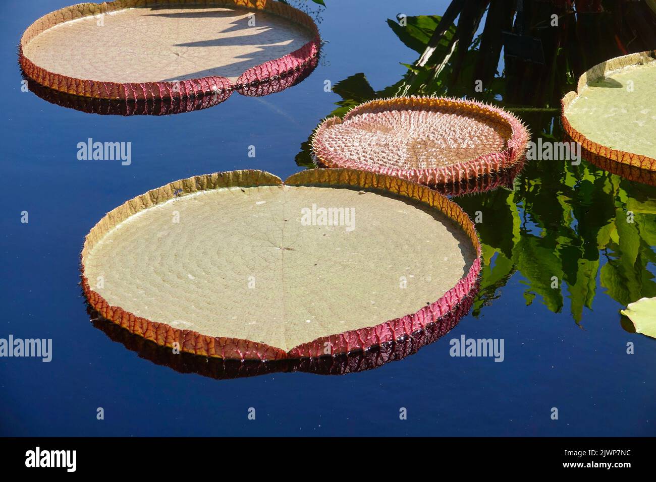 group of lily pads floating in the pond Stock Photo - Alamy