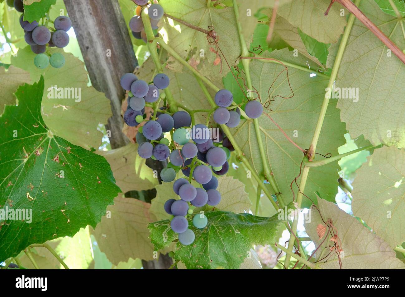 Cluster purple grapes hanging hi-res stock photography and images - Alamy