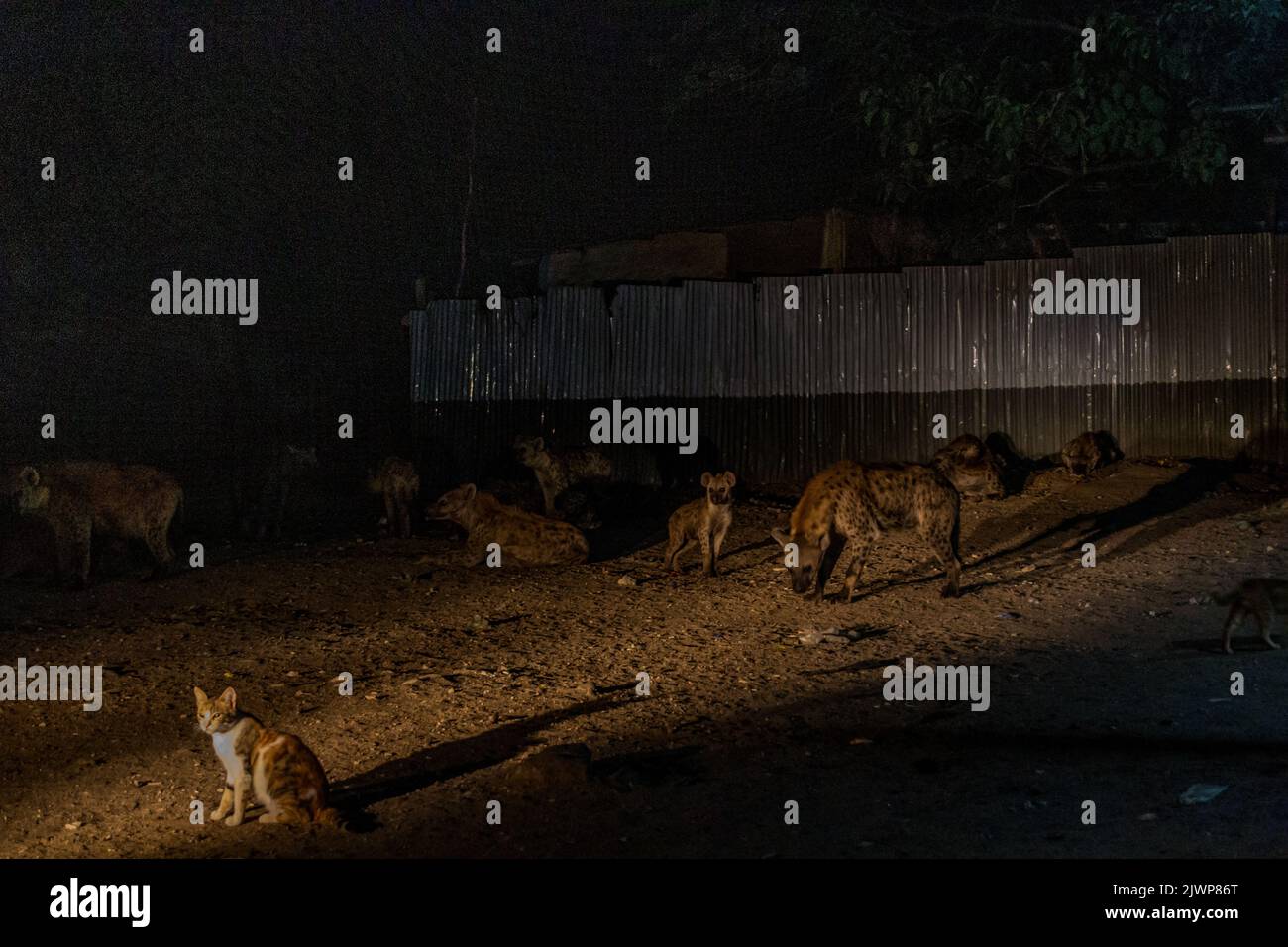 Hyenas in the streets of Harar, Ethiopia. They gather every evening on ...