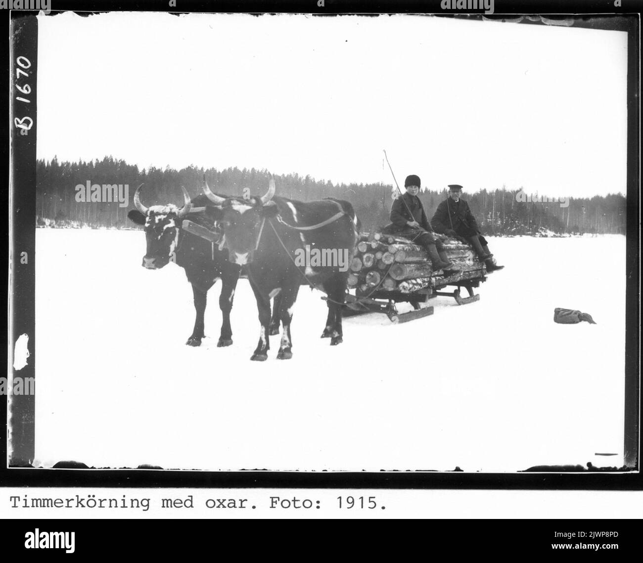 Timber driving with oxen. Photo: 1915. Timmerkörning med oxar. Foto ...