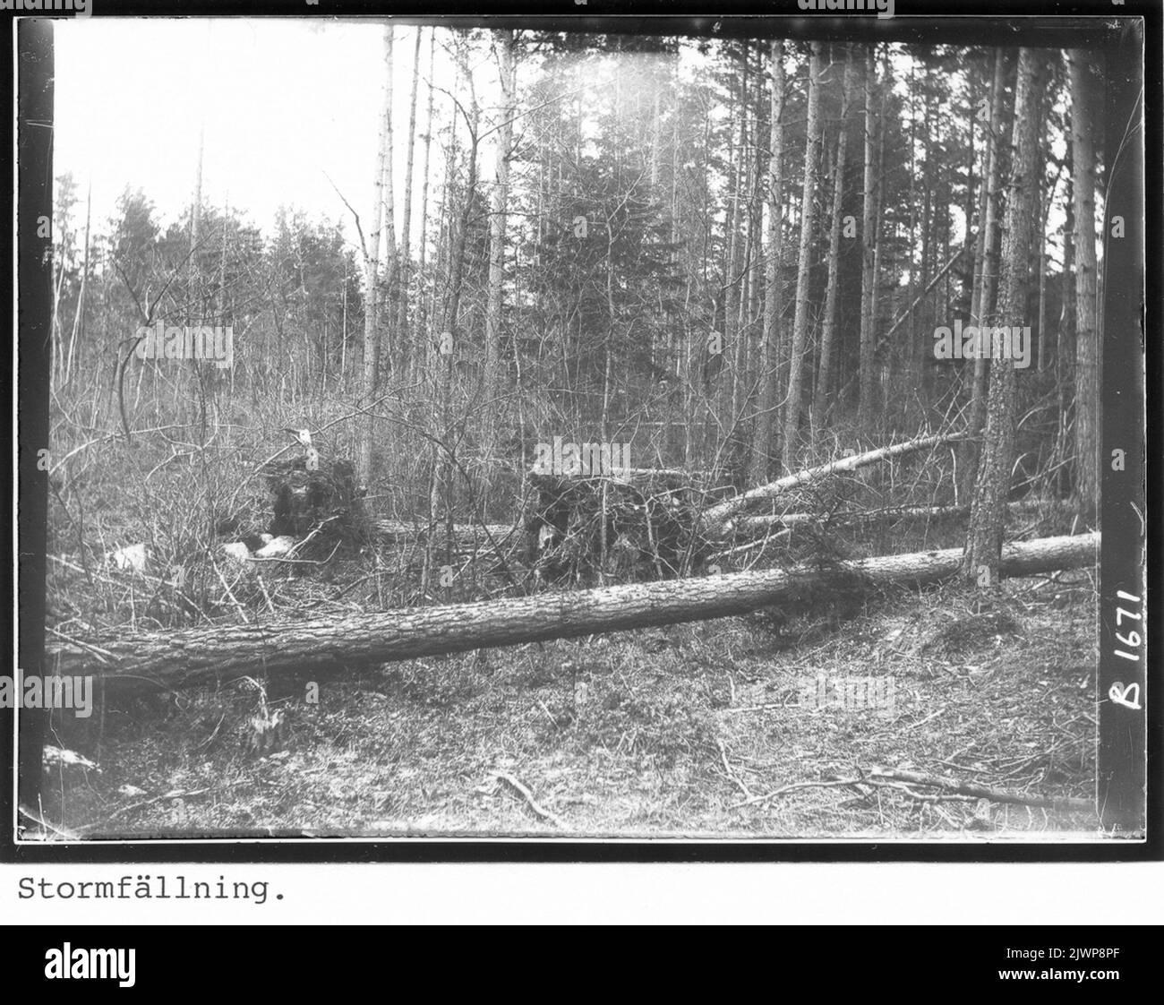 Felling of trees Black and White Stock Photos & Images - Alamy