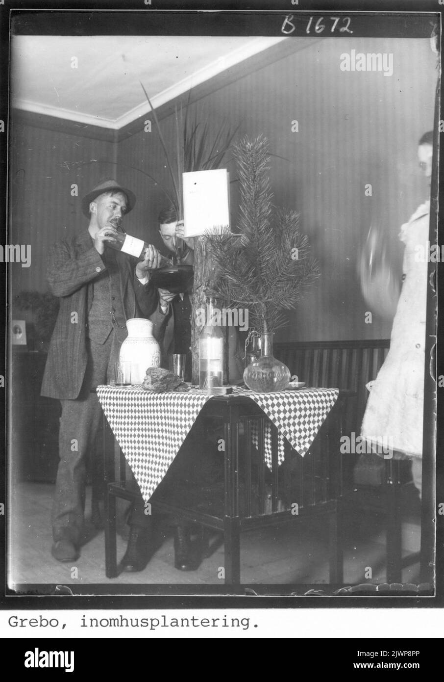 Grebo, indoor planting. Grebo, inomhusplantering Stock Photo - Alamy