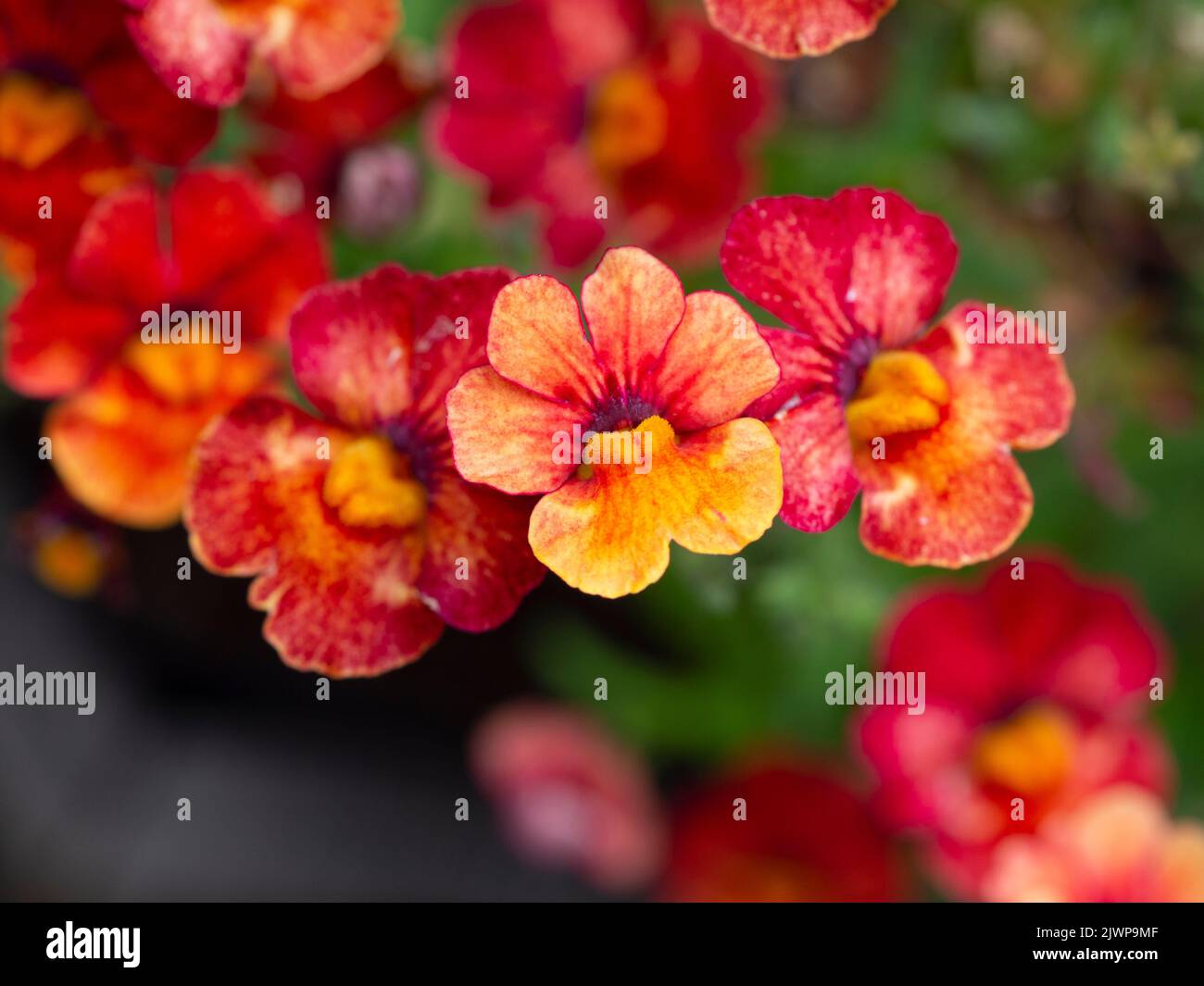 Sunsatia hi-res stock photography and images - Alamy