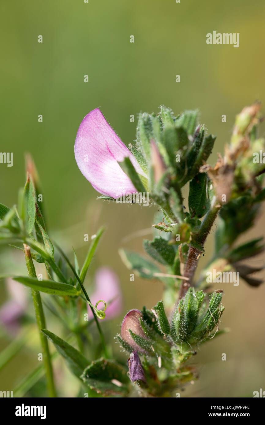 Macro shot of a common restharrow (ononis repens) flower in bloom Stock ...