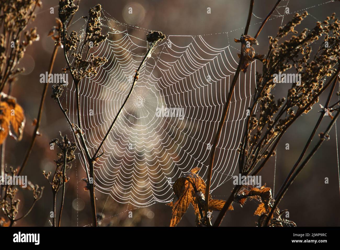 Spider webs morning dew hi-res stock photography and images - Alamy
