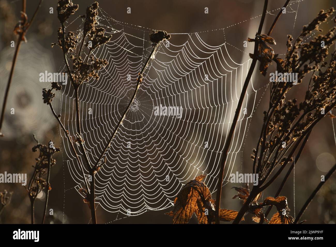Autumn Spider webs Stock Photo - Alamy