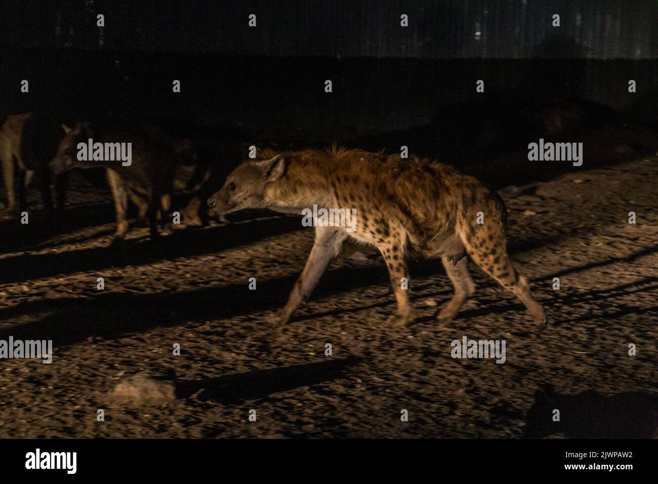 Hyena feeding in harar hi-res stock photography and images - Alamy