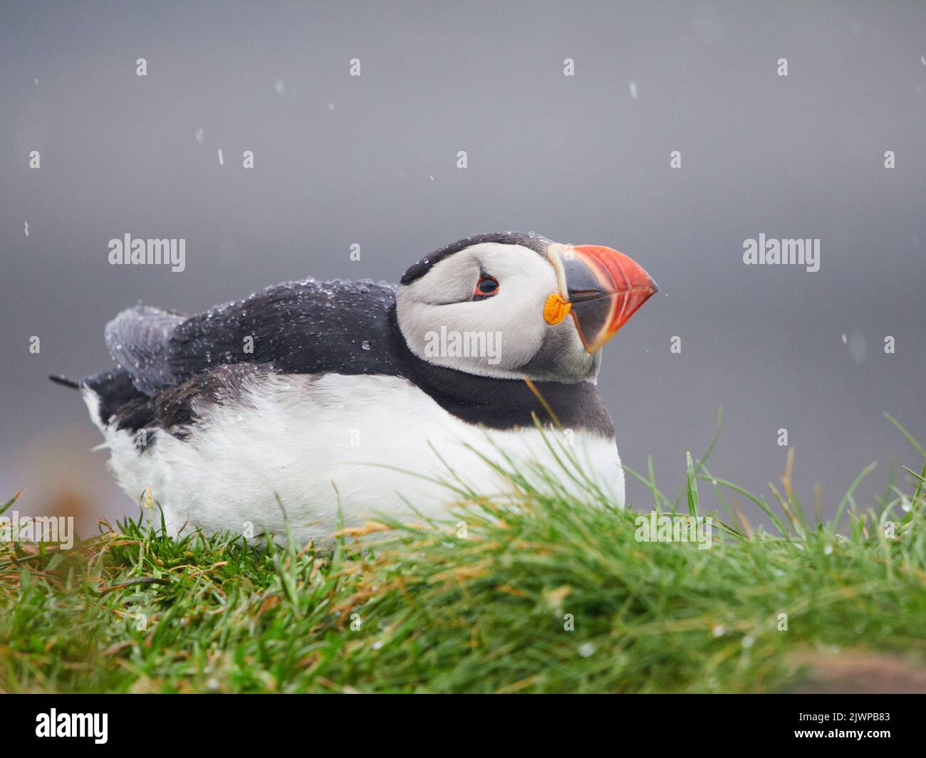 Atlantic Puffin (Fratercula arctica) on the Treshnish Isles, Mull ...
