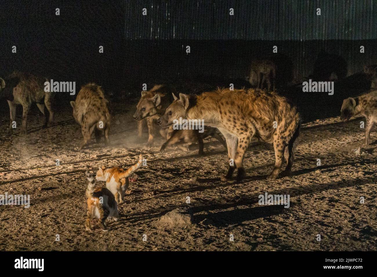 Hyenas and cats in the streets of Harar, Ethiopia. They gather every ...