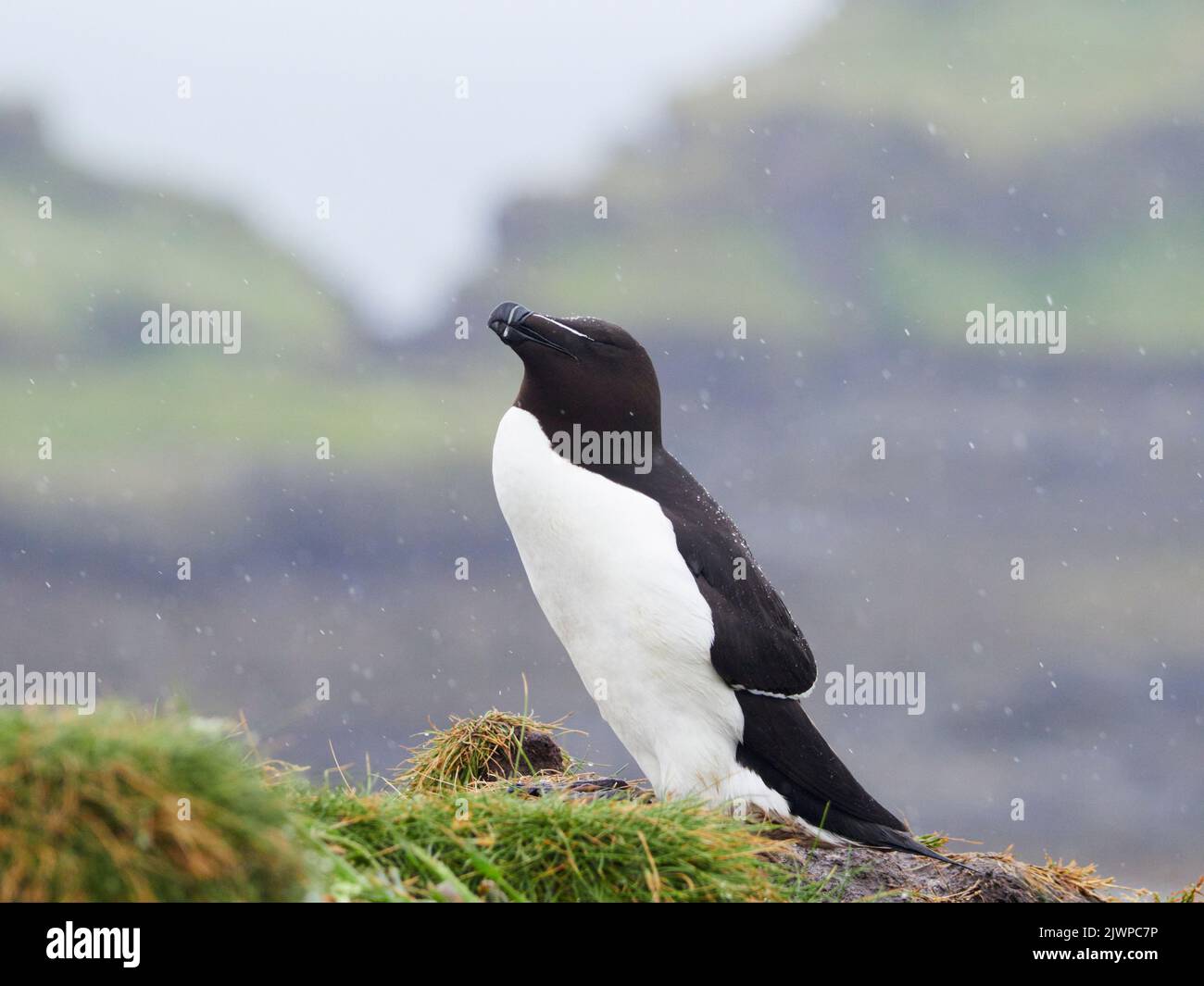 Razorbill (Alca torda) on a cliff edge on Lunga, Treshnish Isles ...