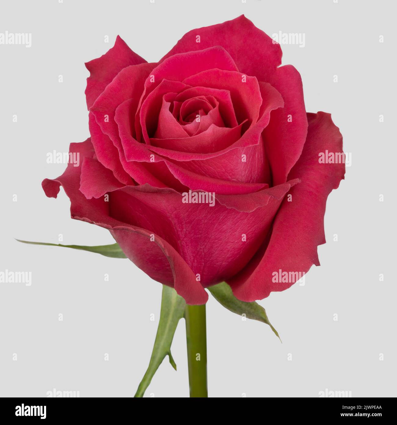 red rose head with stem and leaf, detail of the petals, natural passion ...