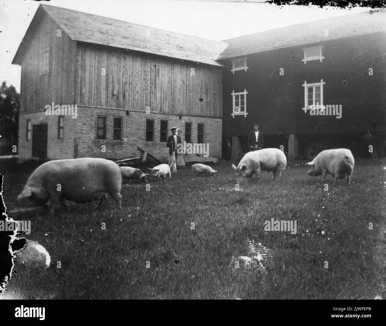 Svin hi-res stock photography and images - Alamy