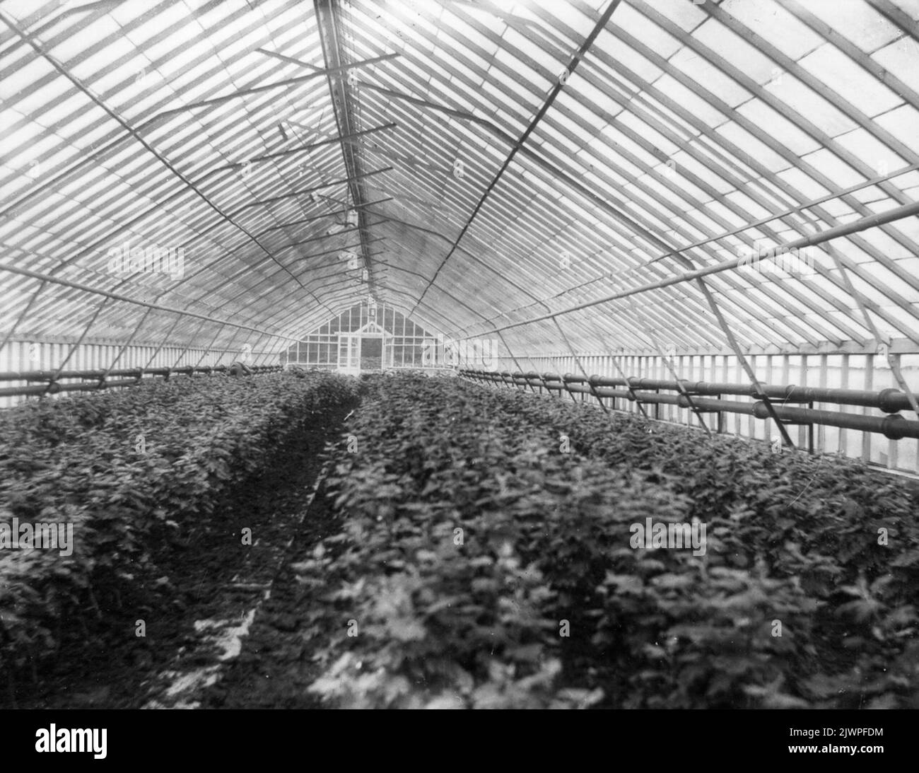 Bergianska hi-res stock photography and images - Alamy