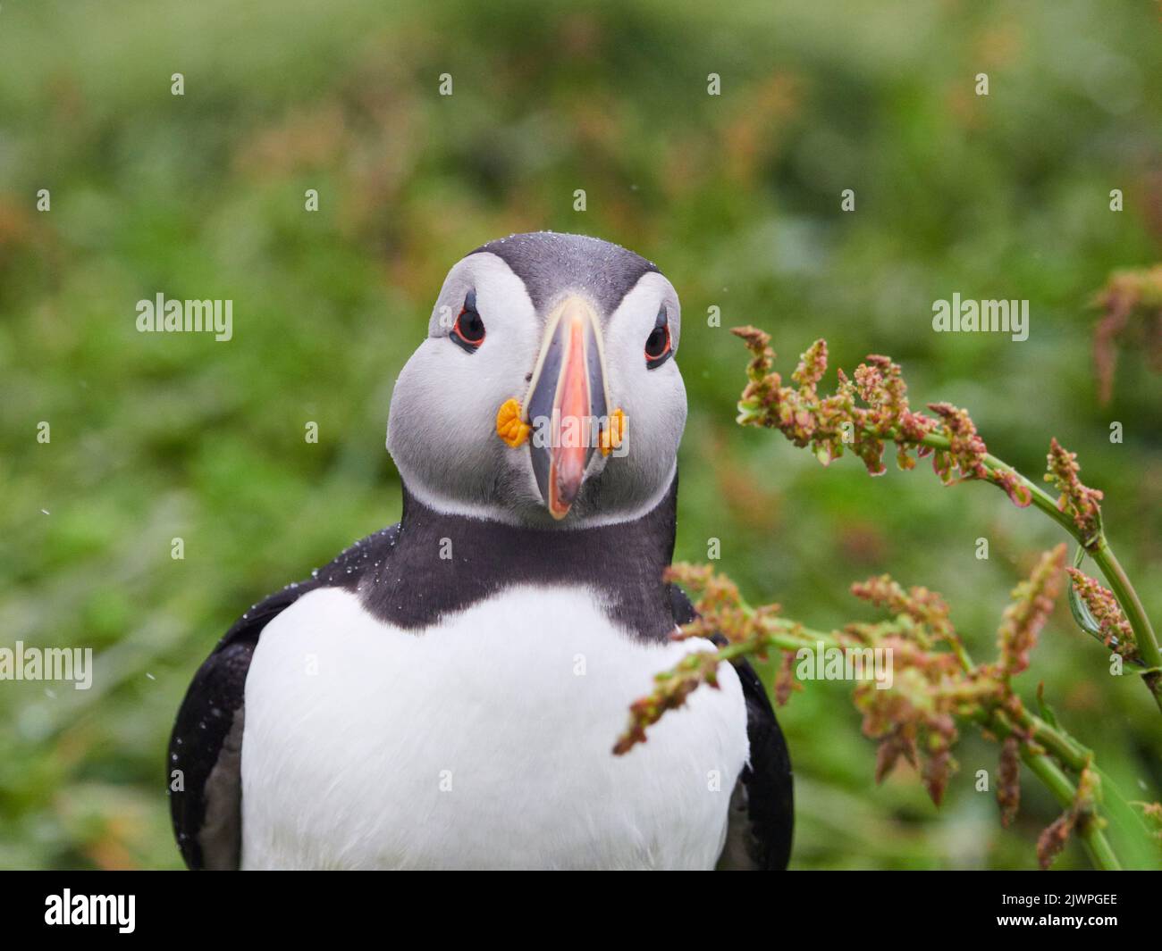 Atlantic Puffin (Fratercula arctica) on the Treshnish Isles, Mull ...