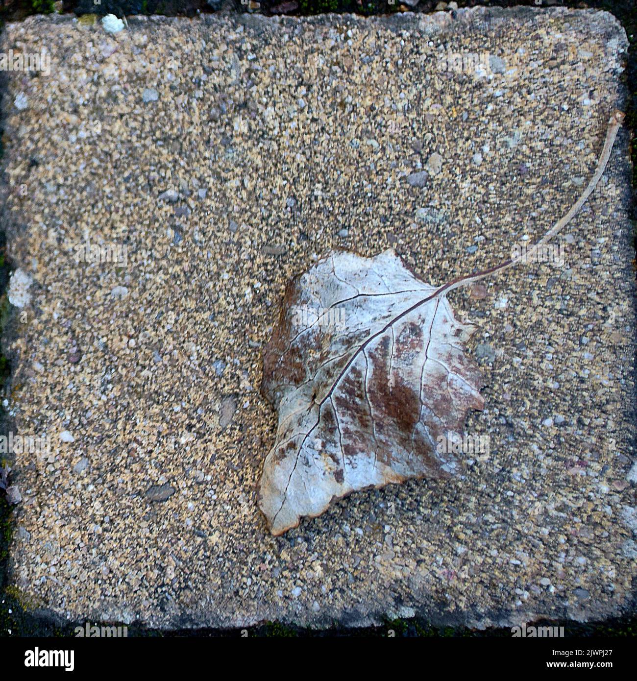 Dried tree leaf on stone tile. Front view, grey tone, empty space, low ...