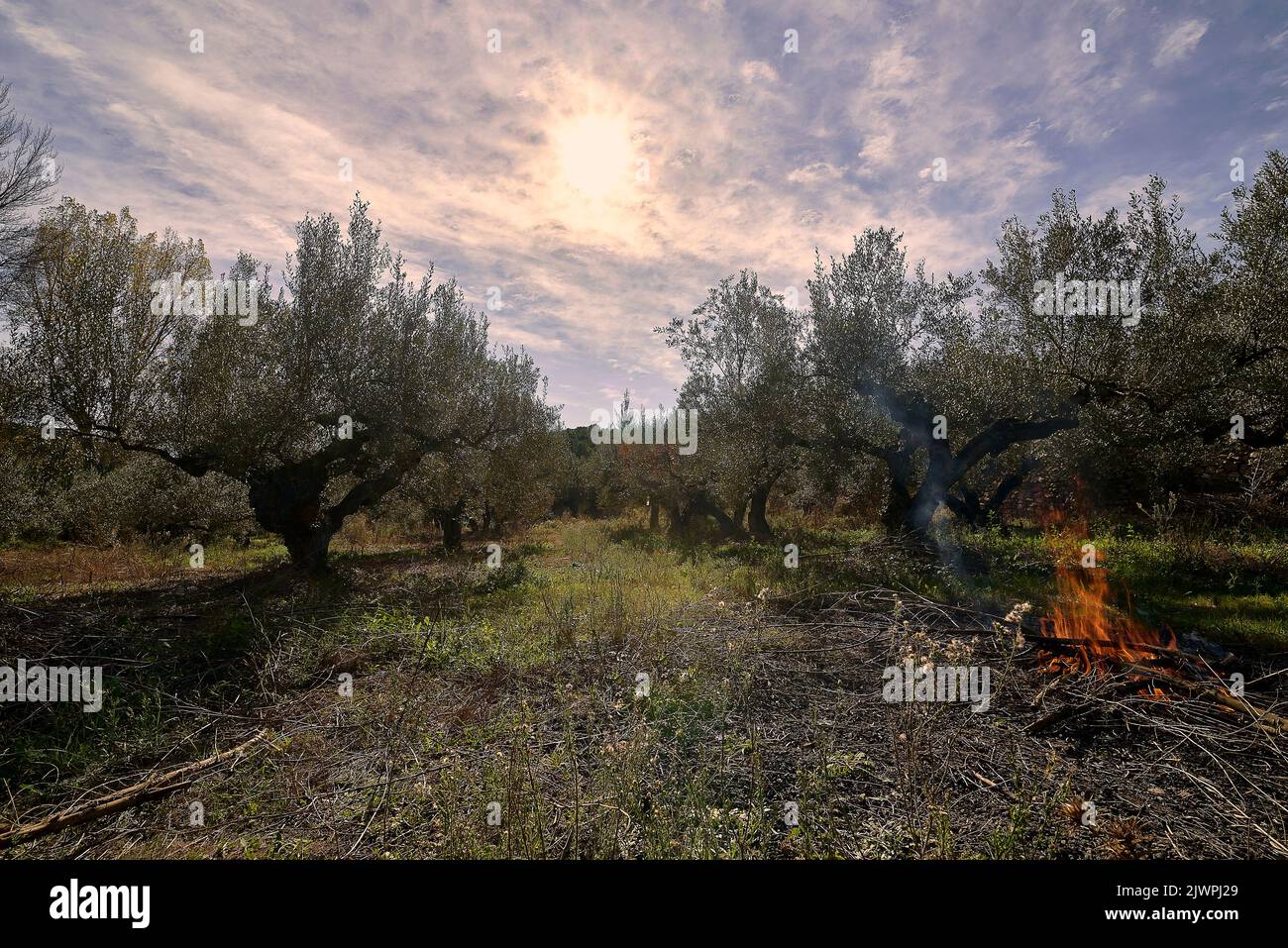 Field of centenary olive trees ready for harvesting. Traditional ...