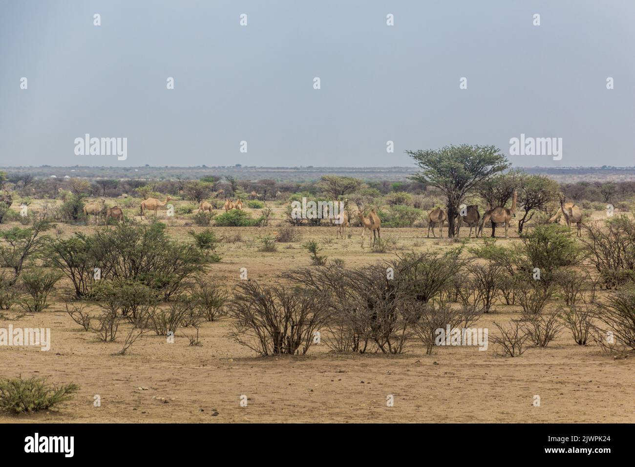 Jijiga hi-res stock photography and images - Alamy
