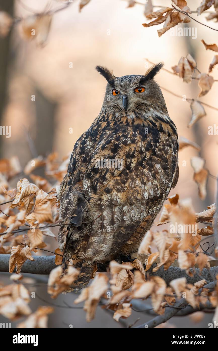 Owl back hi-res stock photography and images - Alamy
