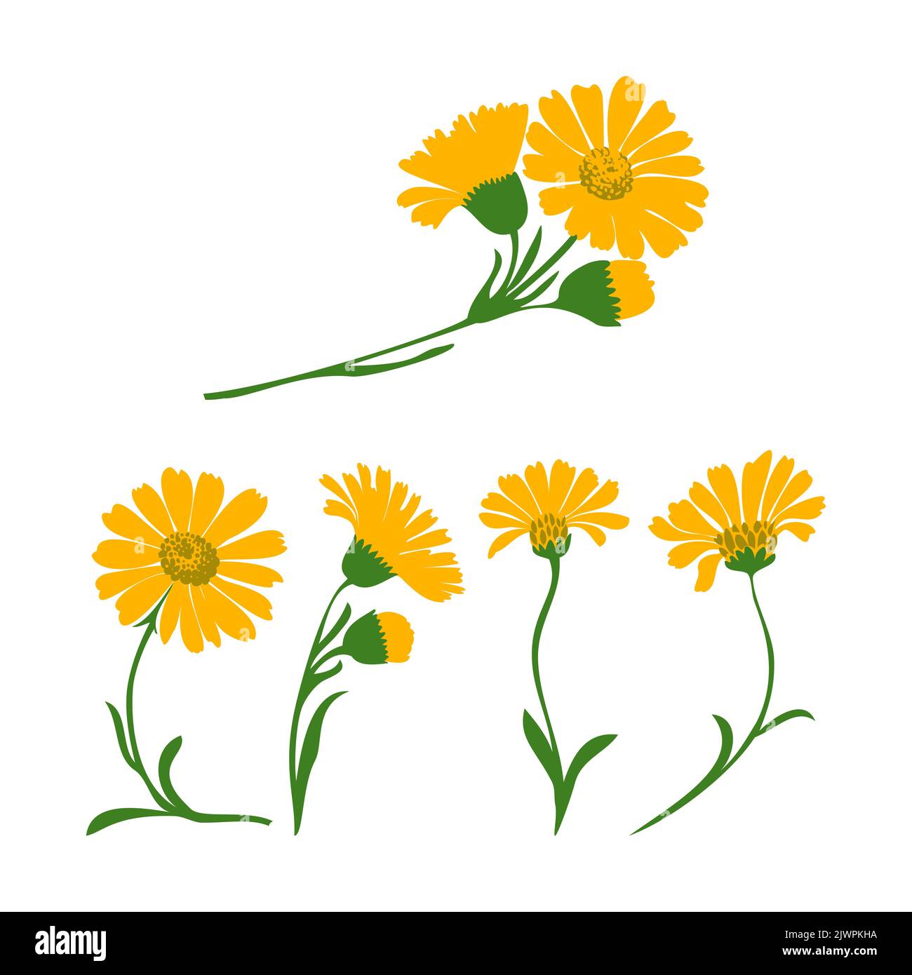 Dandelion plants set isolated on white background vector illustration ...