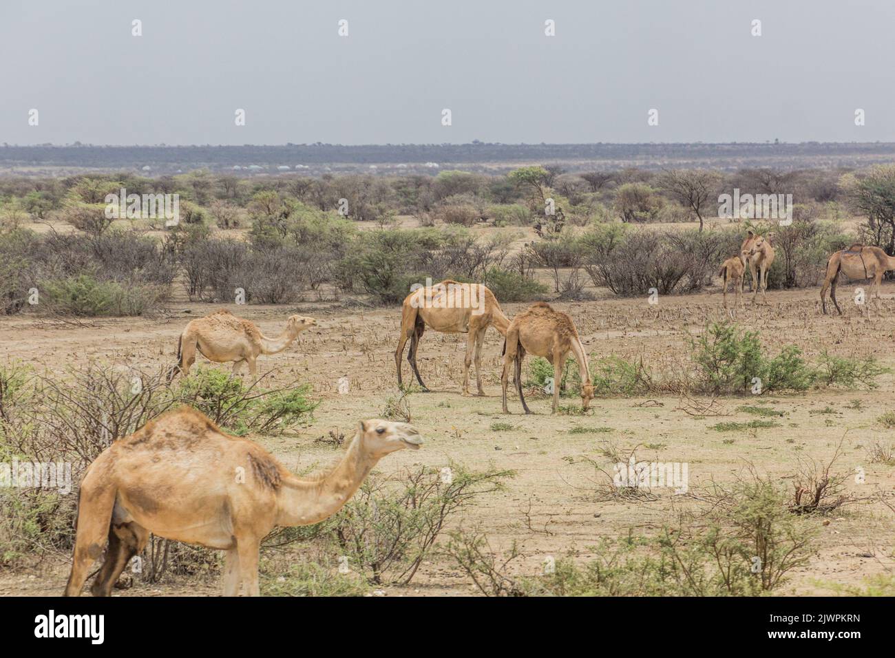 Camels in the eastern Ethiopia near Jijiga Stock Photo - Alamy