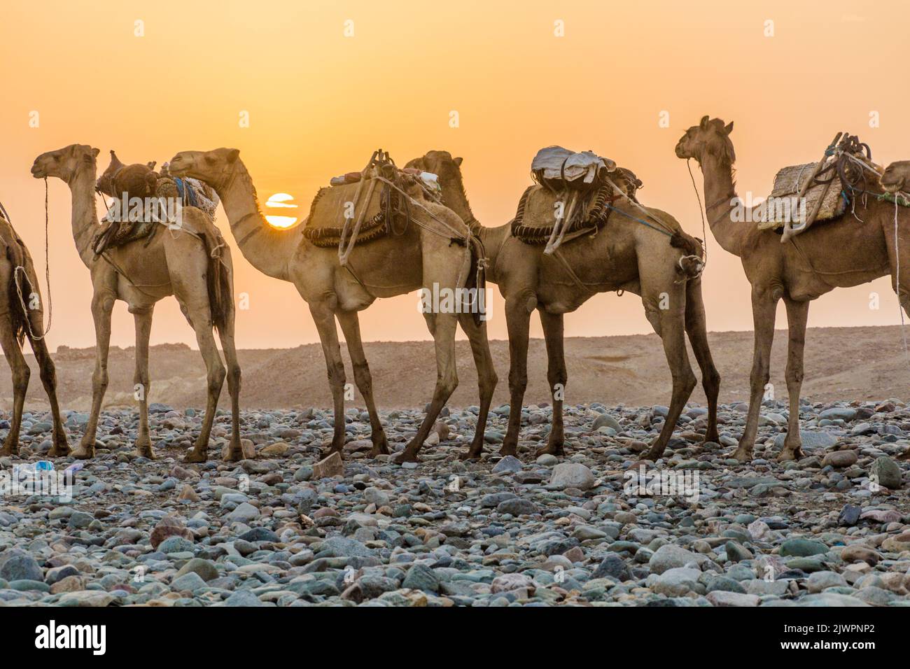 Early morning view of a camel caravan in Hamed Ela, Afar tribe ...