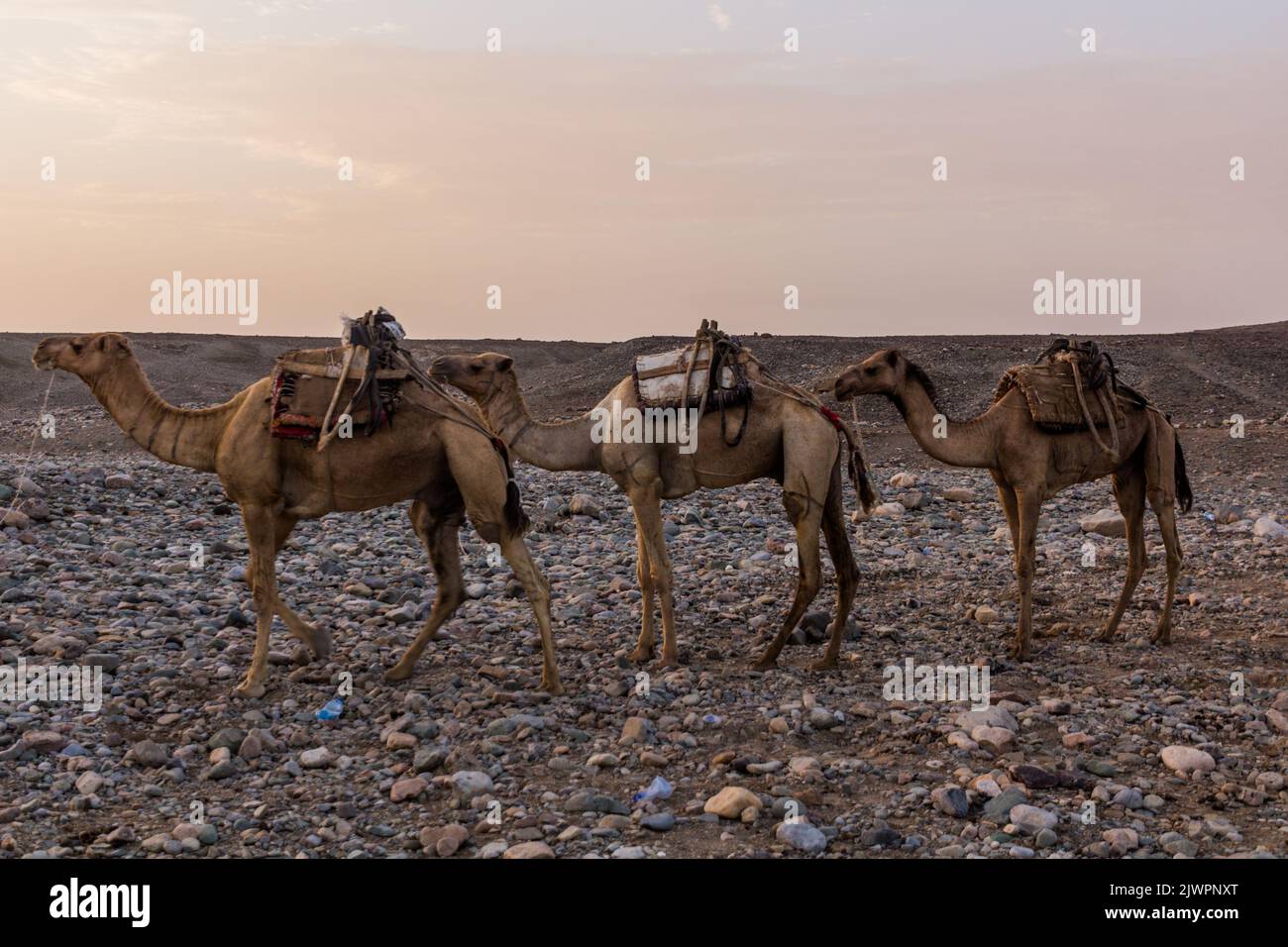 Morning view of a camel caravan in Hamed Ela, Afar tribe settlement in ...