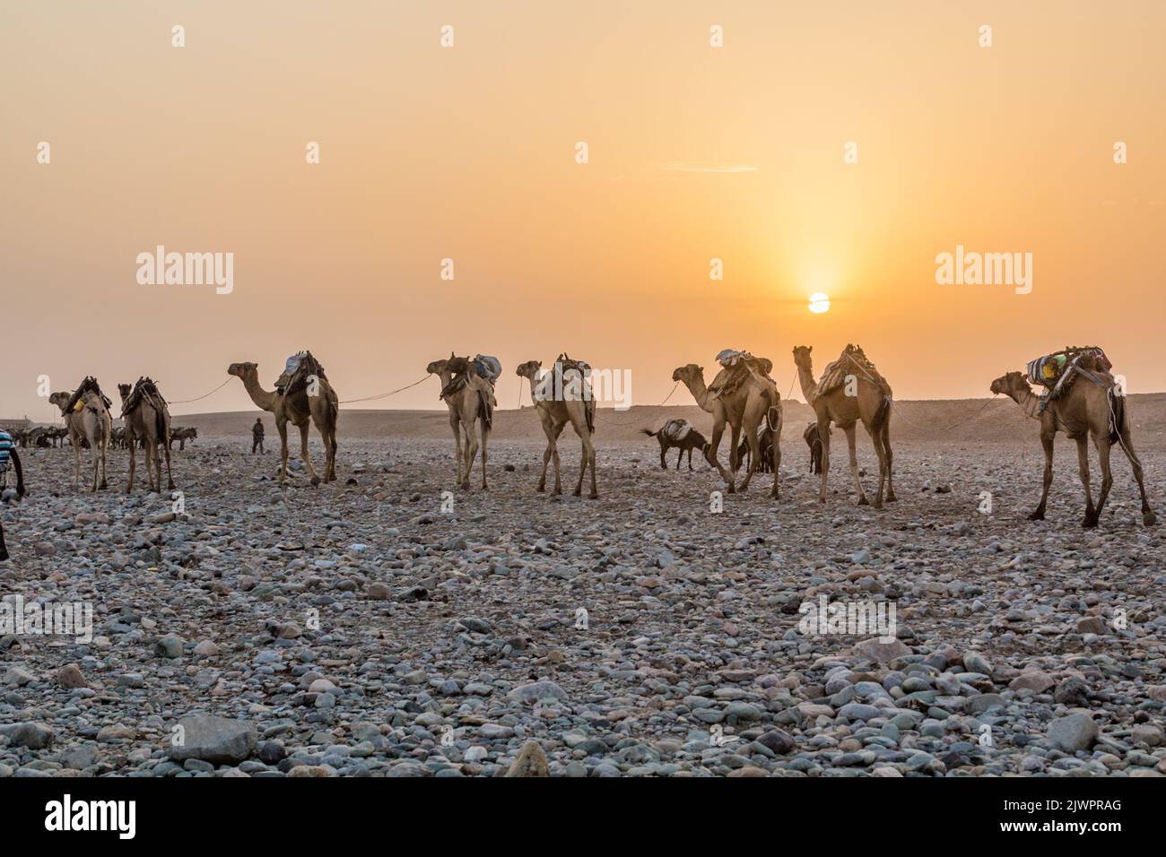 Early morning view of a camel caravan in Hamed Ela, Afar tribe ...