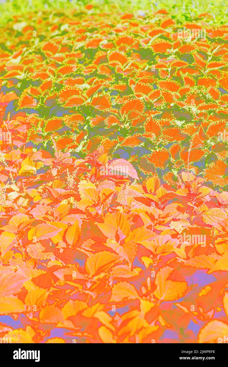 Beautiful colorful leafy plants growing in the flower meadow in a ...