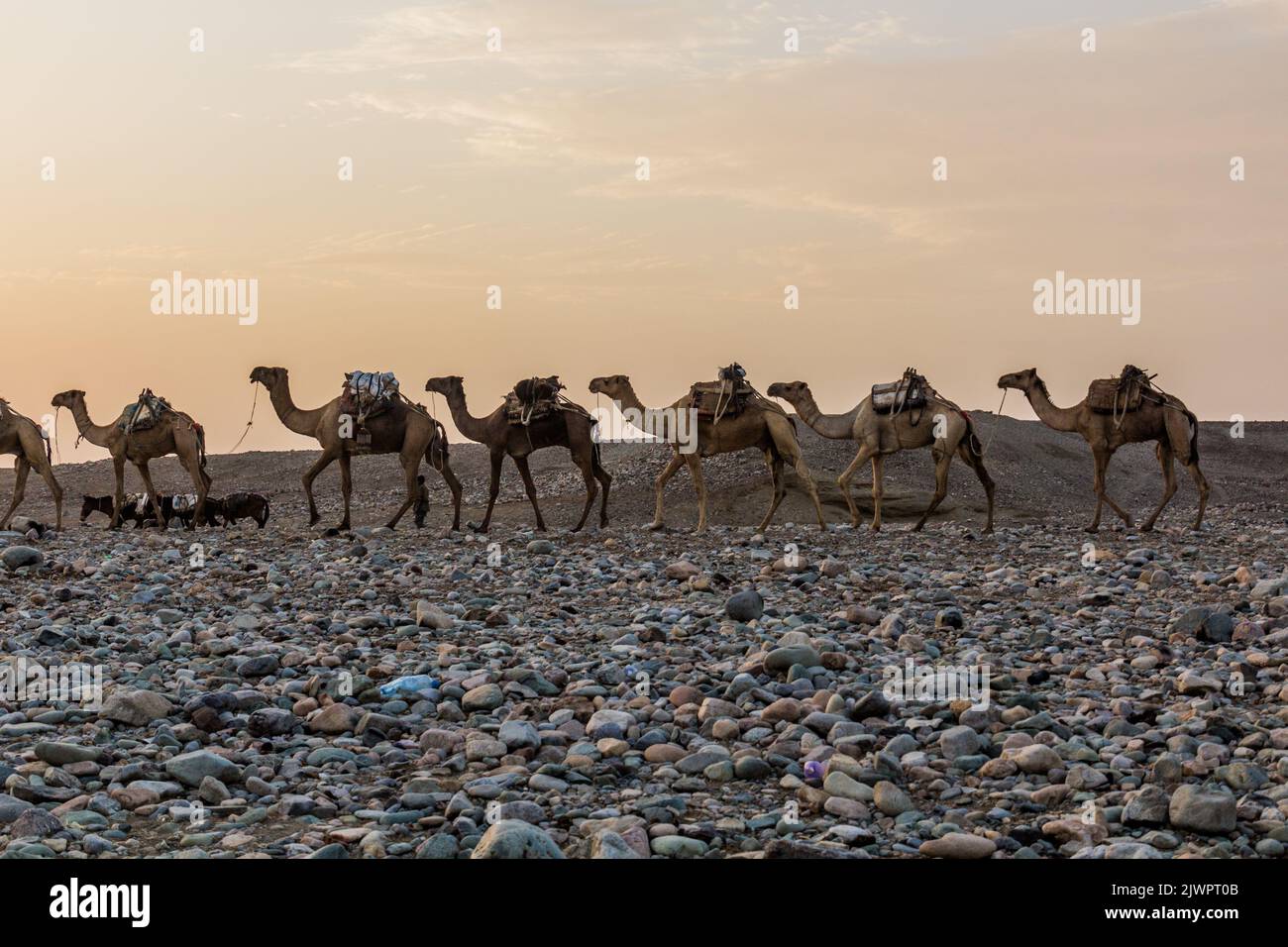 Morning view of a camel caravan in Hamed Ela, Afar tribe settlement in ...