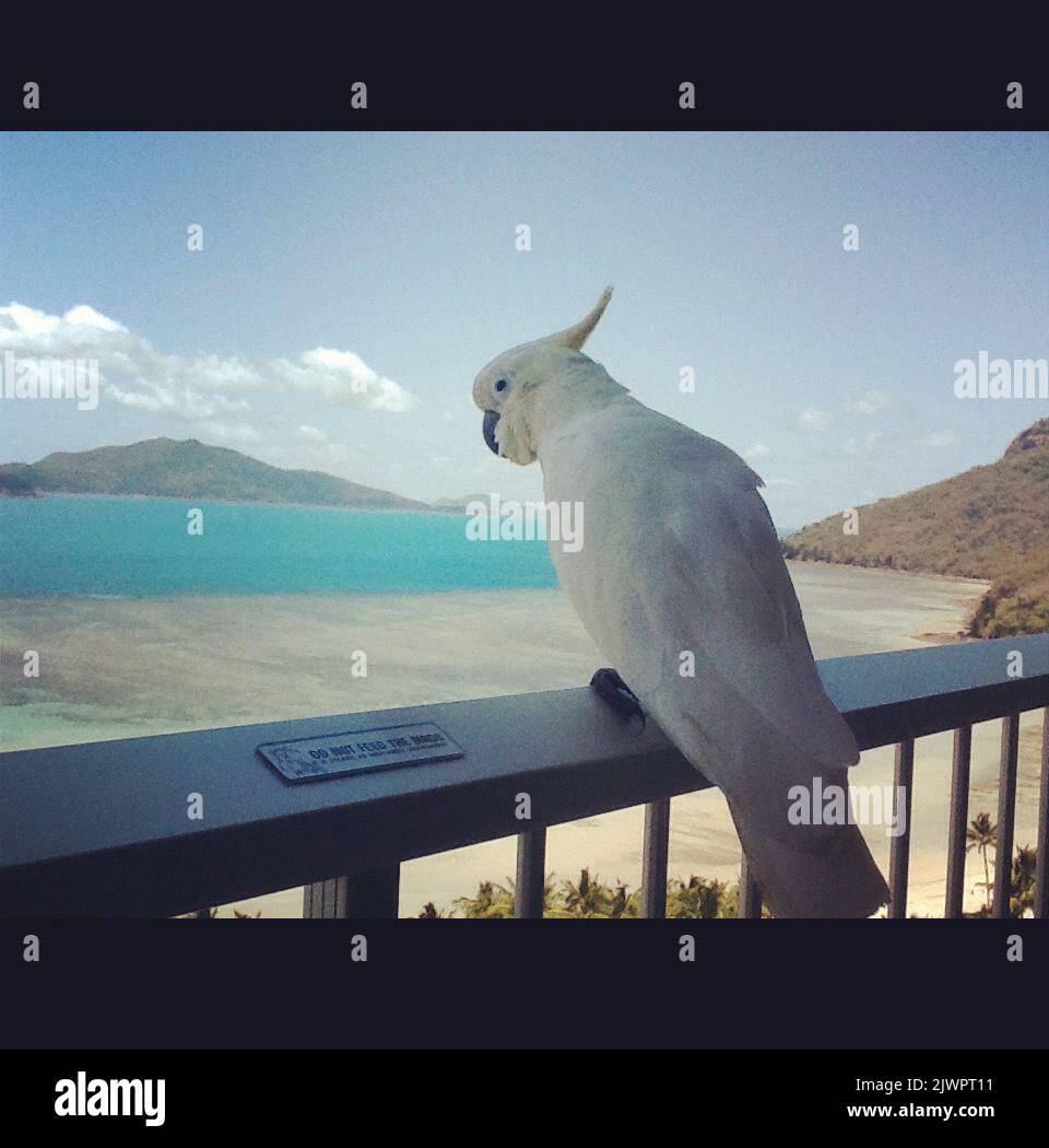 Instagram image of a cockatoo looking out over the bay at Reef View ...