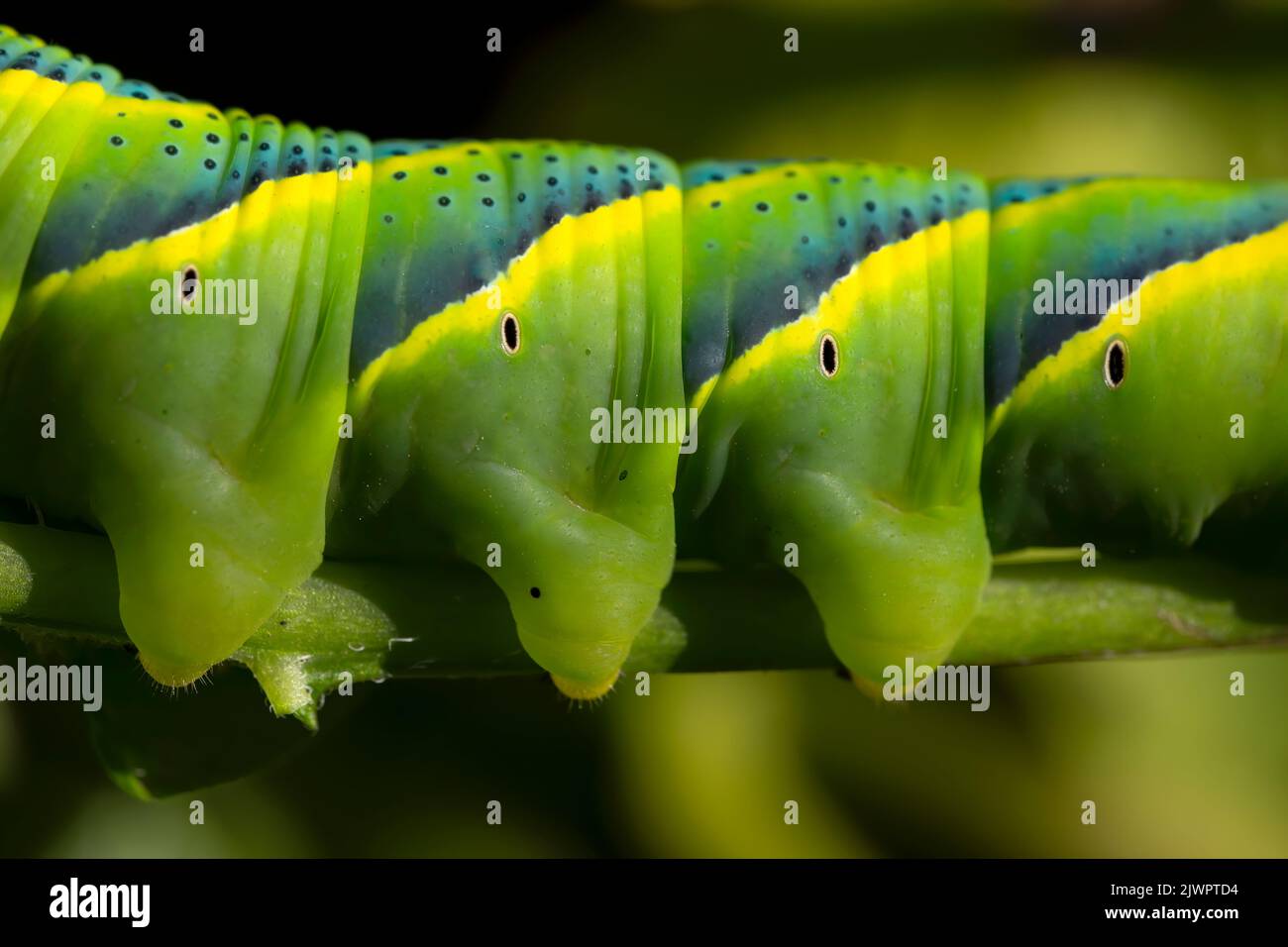 detailed macro photograph of the feet of a caterpillar of Acherontia ...