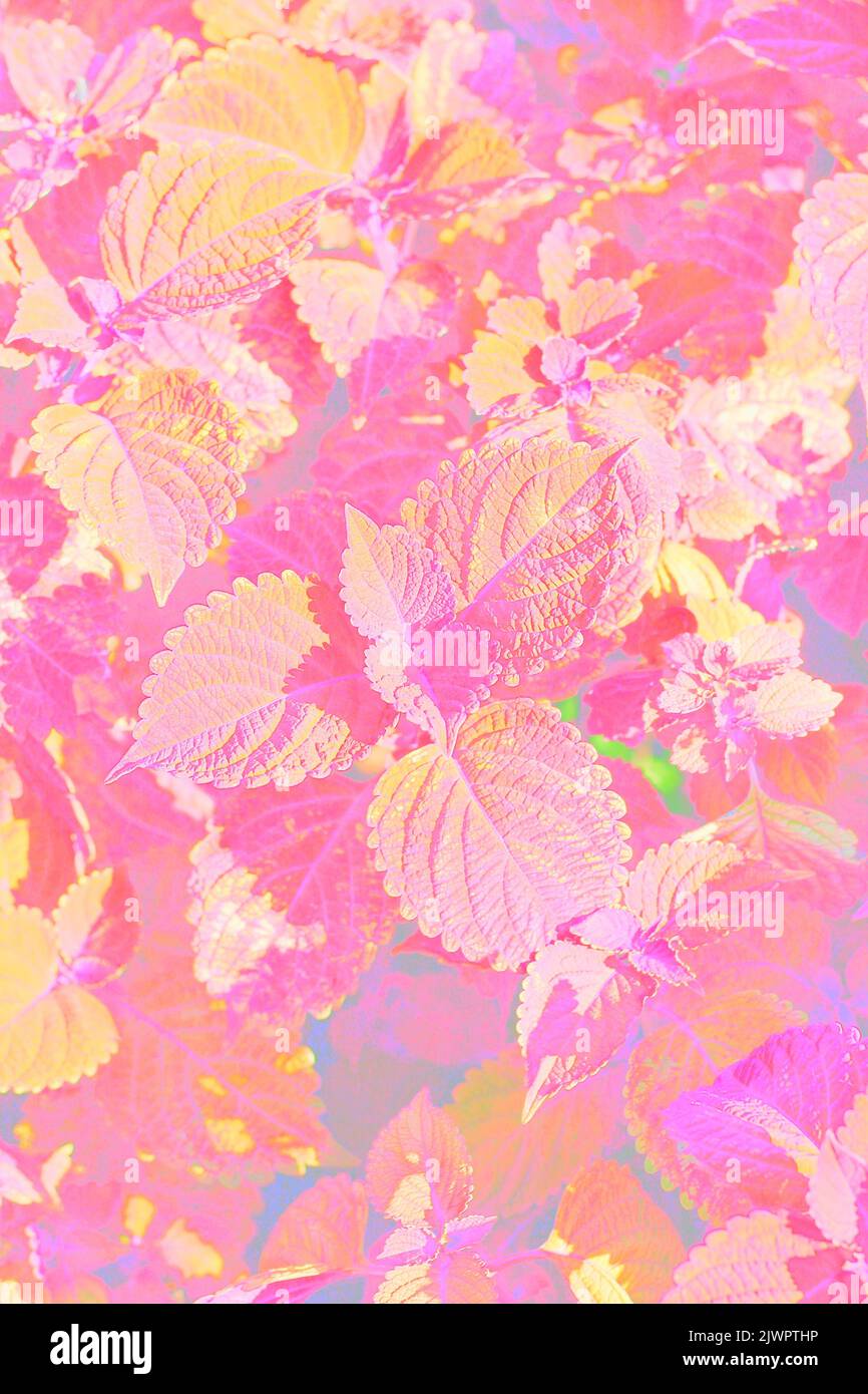 Beautiful colorful leafy plants growing in the flower meadow in a ...